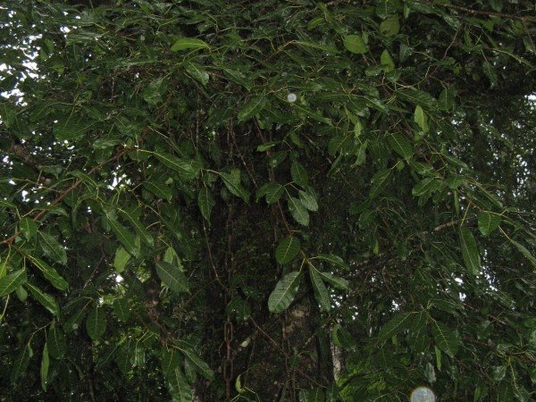 Chain Tree | Kerala Tourism | Lakkidi Tourist Spot | Wayanad Tourism