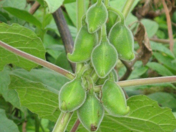 Cat's claw Plant | Unicorn Plant | Devil's Claw Plant | Tiger Claw Plant