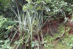 Kewda Tree | Pandanus odorifer | Kedage | Tale Hoovu | Ketaki