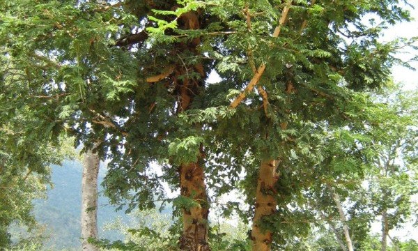 Shami Tree Archives | itslife.in