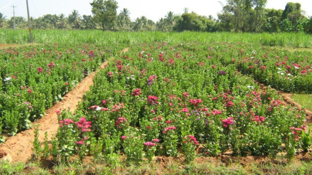 Aster Flower Meaning In Kannada | Best Flower Site