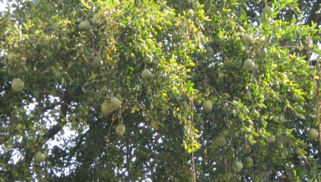 itslife.in | Vegetarian Recipes | Travel | Festivals | Arts and Crafts ...