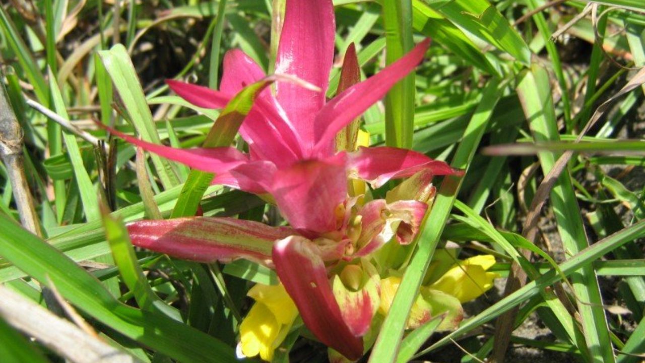 Turmeric Tree Flower