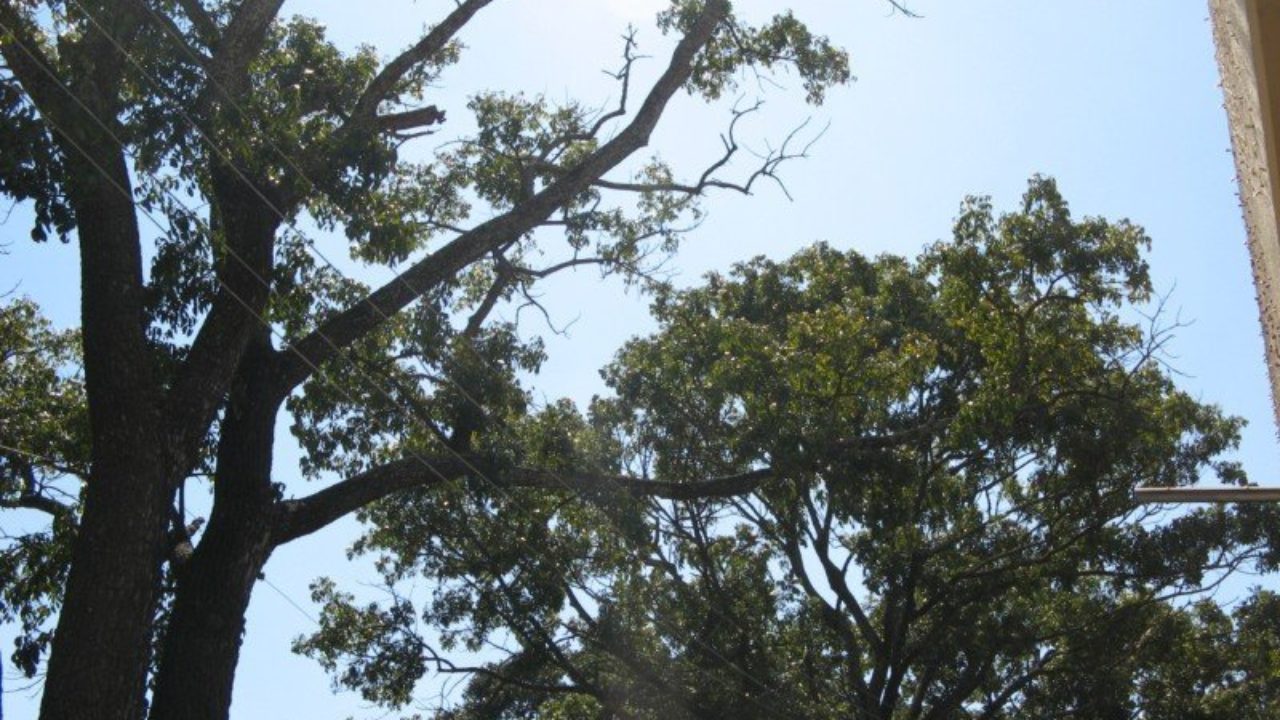 American Mahogany Tree