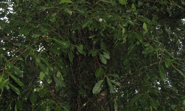 itslife.in | Vegetarian Recipes | Travel | Festivals | Arts and Crafts ...