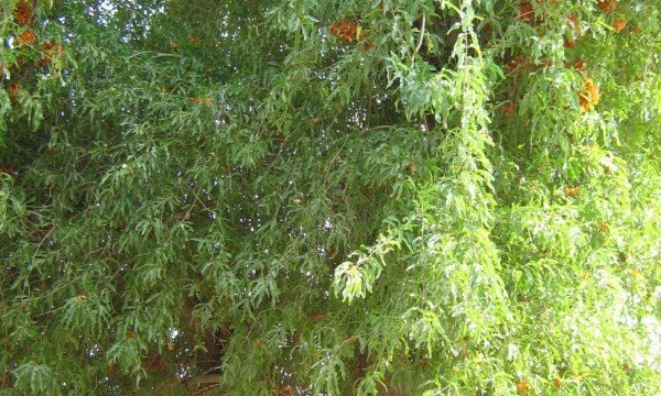 Trees Archives - Page 3 of 4 | itslife.in