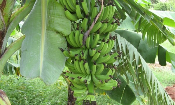 Nanjangud Rasabale Archives | itslife.in