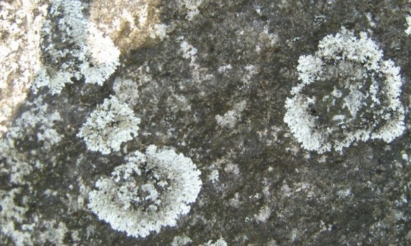 Pathar Ke Phool Archives | itslife.in