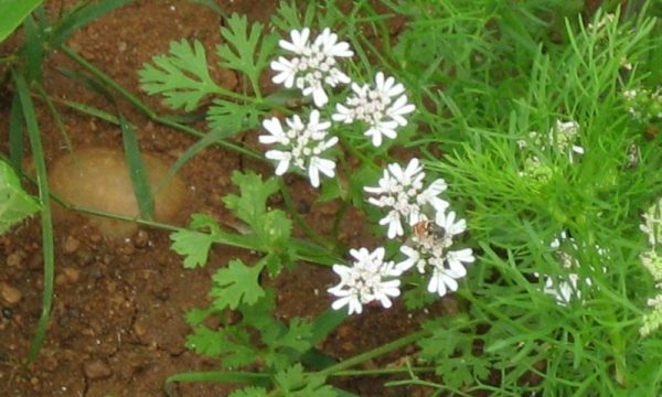 Goodness of Nature Archives | itslife.in