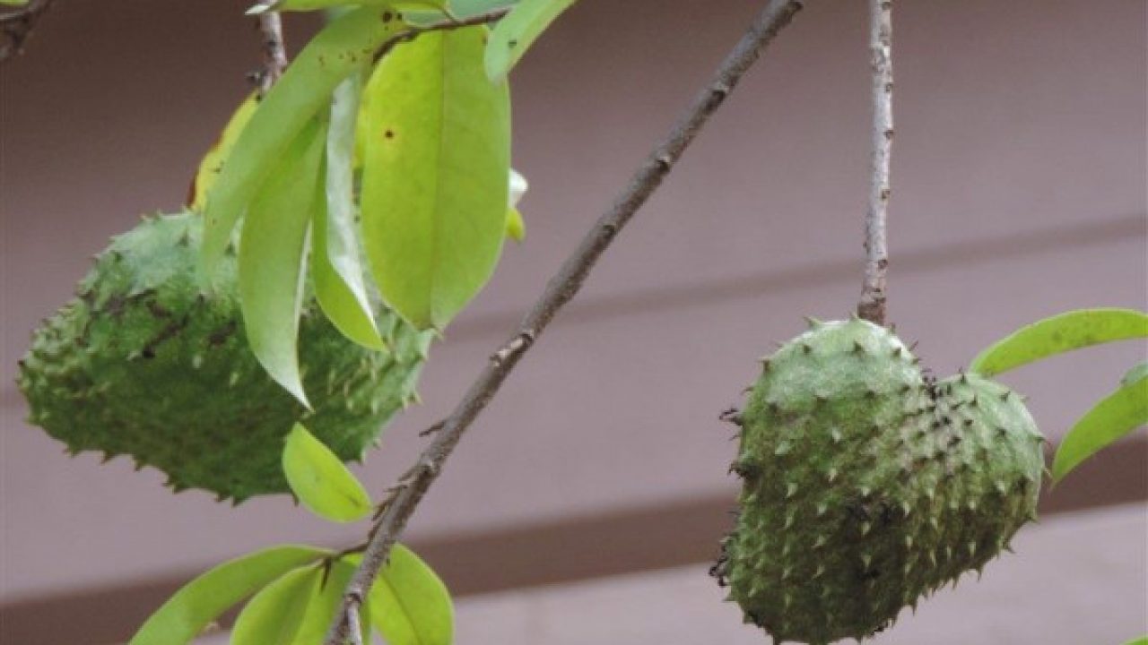 Graviola Tree In Tamil Soursop Leaves Green Ramphal Graviola